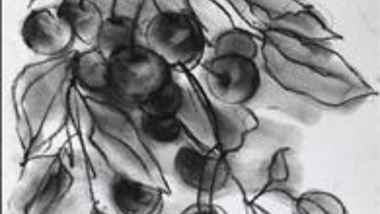 Charcoal and Ink Creations | The Carers' Centre