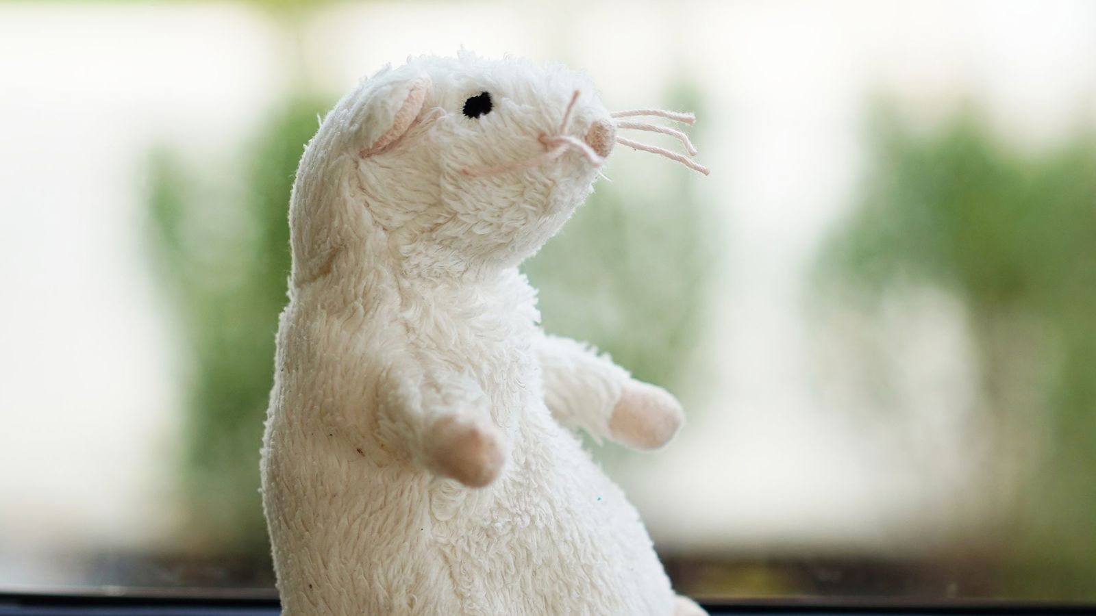 Snow Mice at The Egg Theatre | The Carers' Centre