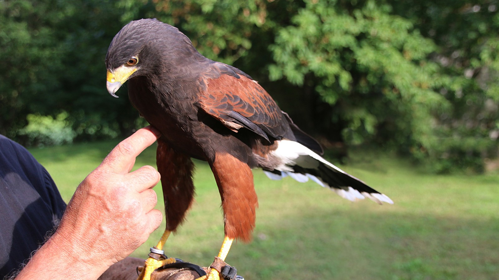 Falconry experience with The Carers' Centre