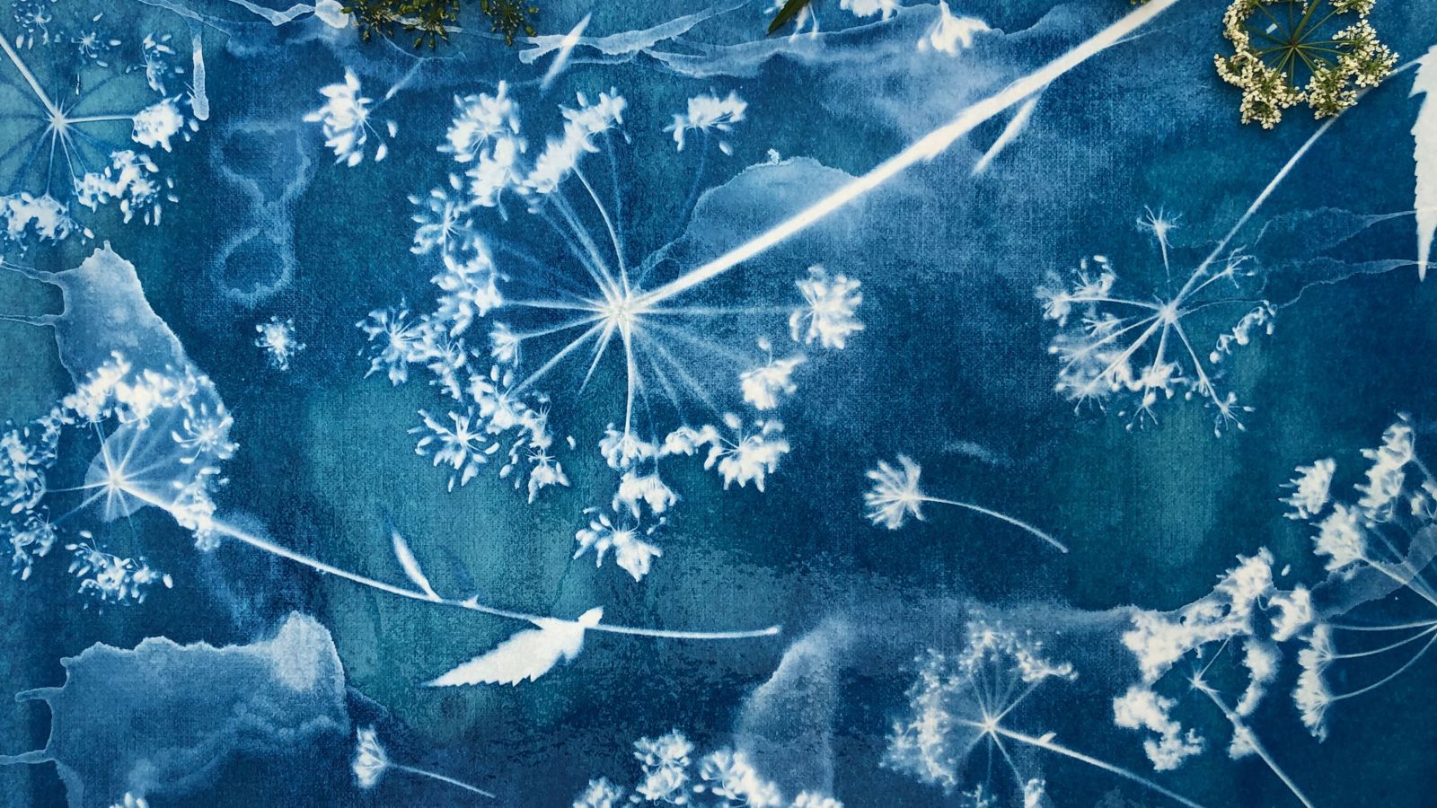 Make Your Own Solar Print with The Carers' Centre